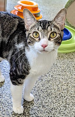 Sautee, GA - Tabby. Meet Joe a Pet for Adoption - AdoptaPet.com