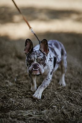 Bowdoin, ME - French Bulldog. Meet Toad a Pet for Adoption - AdoptaPet.com