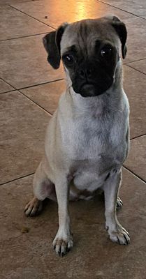 Hartford, CT - Pug. Meet Peaches a Pet for Adoption - AdoptaPet.com