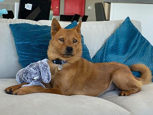 Marina del Rey, CA - Chow Chow/Jindo. Meet ginger girl a Pet for ...