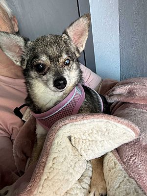 Bellevile, NJ - Chihuahua. Meet Prissy Cupid-sanctuary a Pet for ...