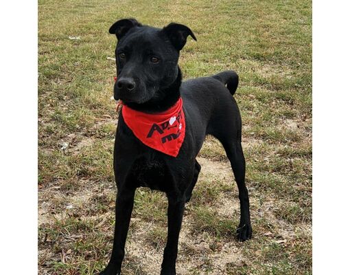 Clive, IA - Labrador Retriever/Whippet. Meet Shadow JuM a Pet for ...