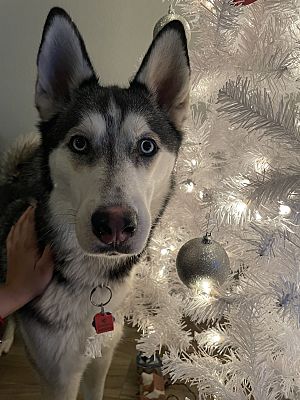 Anna, TX - Husky. Meet Athena a Pet for Adoption - AdoptaPet.com