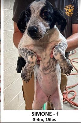 Upper Saddle River, NJ - German Shorthaired Pointer/Springer Spaniel ...
