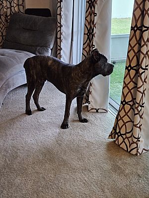 Deland, FL - Cane Corso/Cane Corso. Meet Adonis a Pet for Adoption ...