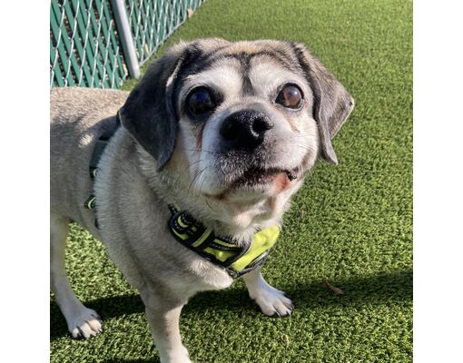 Asheville, NC - Pug/Mixed Breed (Medium). Meet Robert a Pet for ...