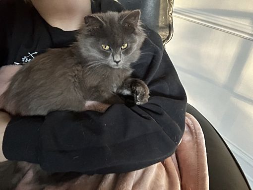 Lorton, VA - Maine Coon. Meet Joseph a Pet for Adoption - AdoptaPet.com