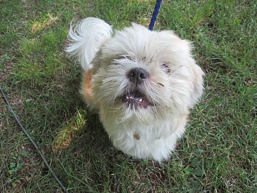 Monroe, CT - Shih Tzu. Meet Bailey a Pet for Adoption - AdoptaPet.com