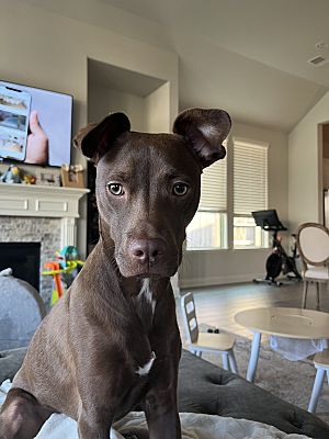 Cypress, TX - Pharaoh Hound/American Pit Bull Terrier. Meet Jasper a ...