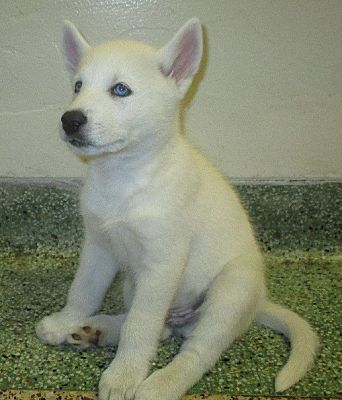 Madison, IN - Husky/Shepherd (Unknown Type). Meet Balto a Pet for ...
