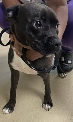 Covington, GA - Boxer/Cavalier King Charles Spaniel. Meet King a Pet ...