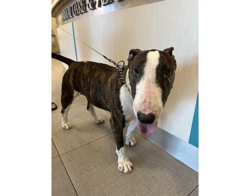 Rancho Cucamonga, CA - Bull Terrier. Meet UNKNOWN a Pet for Adoption ...