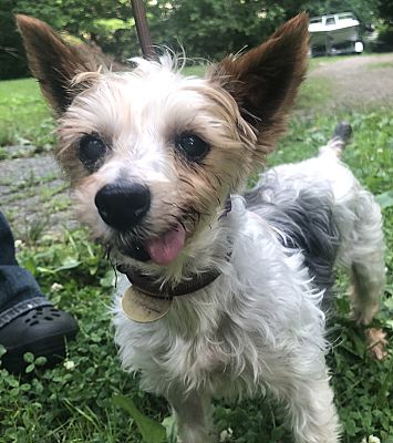 Oak Ridge, NJ - Yorkie, Yorkshire Terrier/Miniature Schnauzer. Meet ...