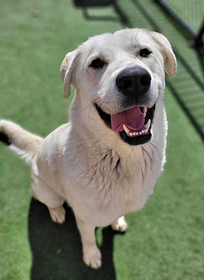 Topeka, KS - Labrador Retriever. Meet Higgins a Pet for Adoption ...