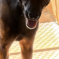 Wauchula, FL - German Shepherd Dog. Meet Niko a Pet for Adoption ...