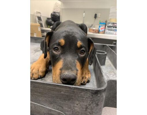 Tracy, CA - Rottweiler. Meet OSCAR a Pet for Adoption - AdoptaPet.com