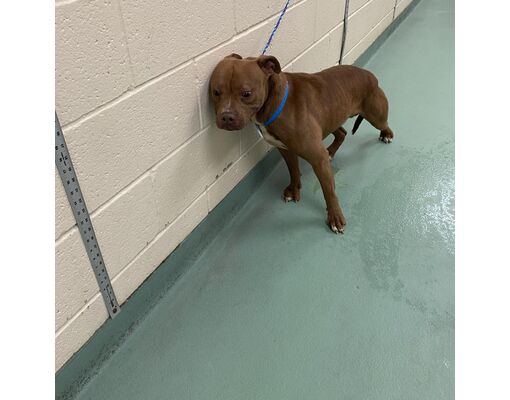 Memphis, TN - Kai Dog. Meet Lito a Pet for Adoption - AdoptaPet.com