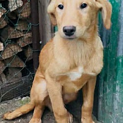 Westerly, RI - Golden Retriever. Meet Rudolph a Pet for Adoption ...