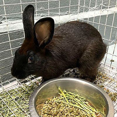 Monroe, GA - American Sable. Meet #15558 a Pet for Adoption - AdoptaPet.com