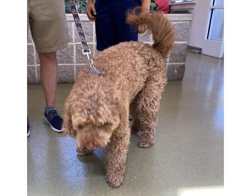 Harrisonburg, VA - Schnoodle. Meet Cinnamon a Pet for Adoption ...