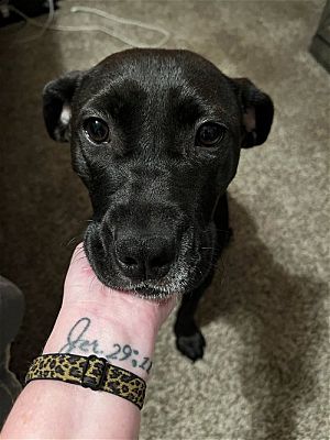 Boston, MA - Labrador Retriever. Meet Treble a Pet for Adoption ...