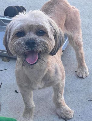 BOCA RATON, FL - Lhasa Apso/Yorkie, Yorkshire Terrier. Meet Scruffy a ...