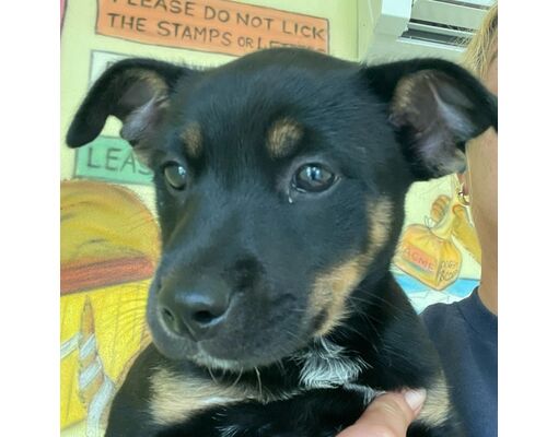 Loxahatchee, FL - Australian Cattle Dog/Mixed Breed (Medium). Meet ...
