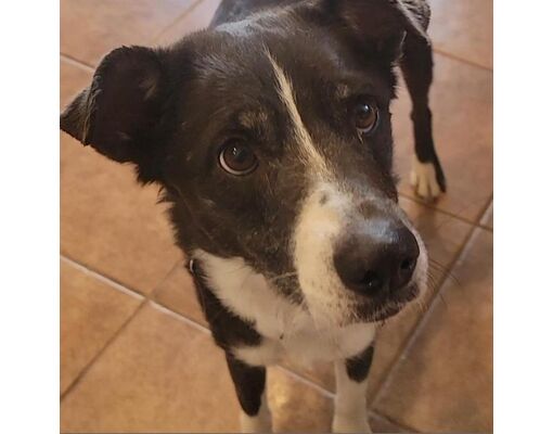 Kanab, UT - Border Collie/Mixed Breed (Medium). Meet Dew Garita a Pet ...