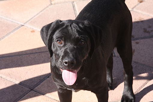 Torrance, CA - Labrador Retriever/German Wirehaired Pointer. Meet Onyx ...