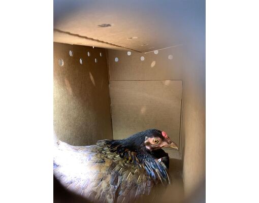 San Antonio, TX - Chicken. Meet 1-97 a Pet for Adoption - AdoptaPet.com