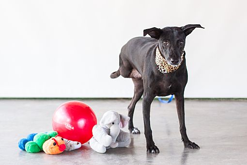 Nanaimo, BC - Whippet. Meet Molly a Pet for Adoption - AdoptaPet.com