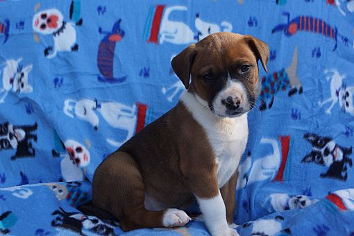 Taylors, SC - Boxer/Collie. Meet Fern a Pet for Adoption - AdoptaPet.com