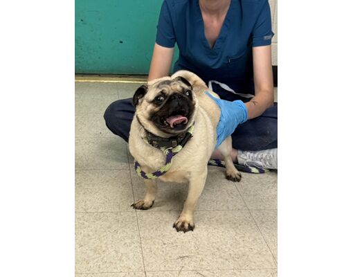 Philadelphia, PA - Pug/Mixed Breed (Medium). Meet Chloe a Pet for ...