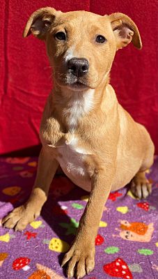 Freehold, NJ - Boxer/Border Collie. Meet Cinnamon a Pet for Adoption ...