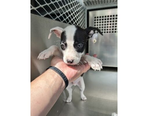 Fort Worth, TX - Terrier (Unknown Type, Medium)/Mixed Breed (Medium ...