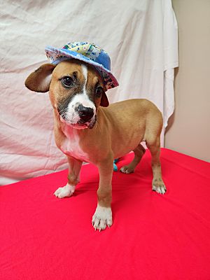 Hawk Point, MO - Boxer/Mixed Breed (Medium). Meet Twix a Pet for ...