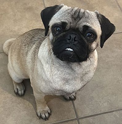 Hartford, CT - Pug. Meet Rosie a Pet for Adoption - AdoptaPet.com