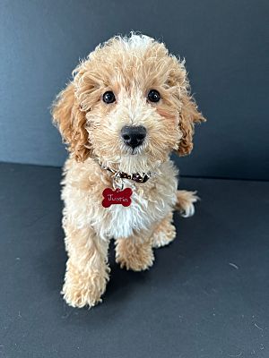 West Milford, NJ - Bichon Frise/Poodle (Miniature). Meet Justin a Pet ...