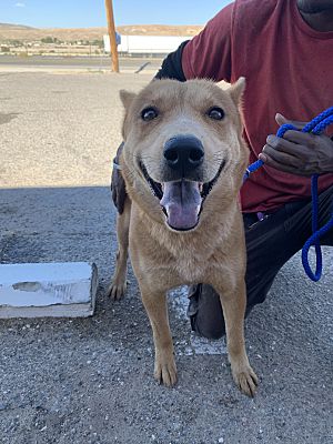 Barstow, CA - Cattle Dog/Mixed Breed (Large). Meet Goldie a Pet for ...