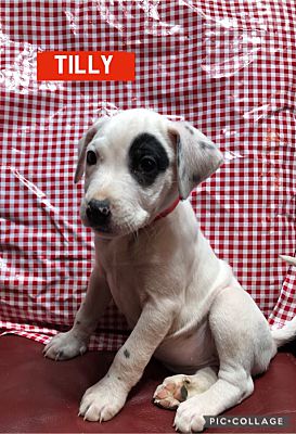 Hagerstown, MD - Blue Heeler/Boxer. Meet Tilly a Pet for Adoption ...