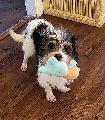 Fort Lauderdale, FL - Morkie. Meet Henry a Pet for Adoption - AdoptaPet.com
