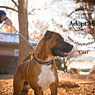 Mastiff Puppies - English Mastiff Puppies and Rescue