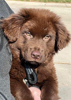 Omaha, NE - Newfoundland. Meet Java a Pet for Adoption - AdoptaPet.com