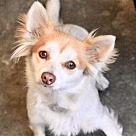 Papillon Puppies - Papillon Rescue and Adoption Near You