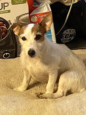 Avon, IN - Jack Russell Terrier. Meet Jeffy a Pet for Adoption ...