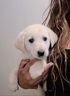 Sacramento, CA - Labrador Retriever. Meet Jewel a Pet for Adoption ...