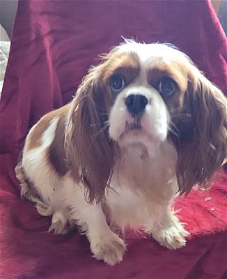 Woodsfield, OH - Cavalier King Charles Spaniel. Meet Blenheim Cavalier ...