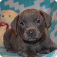 knoxville, TN - Boxer. Meet TYLER a Pet for Adoption.