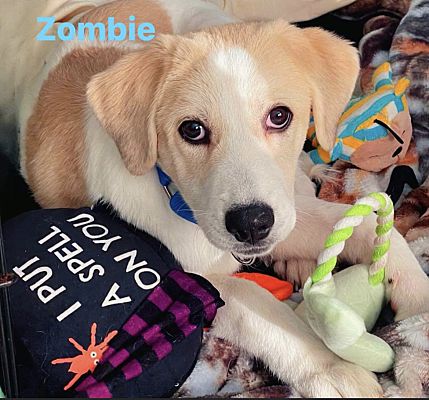 Northampton, PA - Great Pyrenees/Beagle. Meet Zombie a Pet for Adoption ...