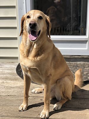 Westland, MI - Labrador Retriever/Poodle (Standard). Meet Dozer a Pet ...